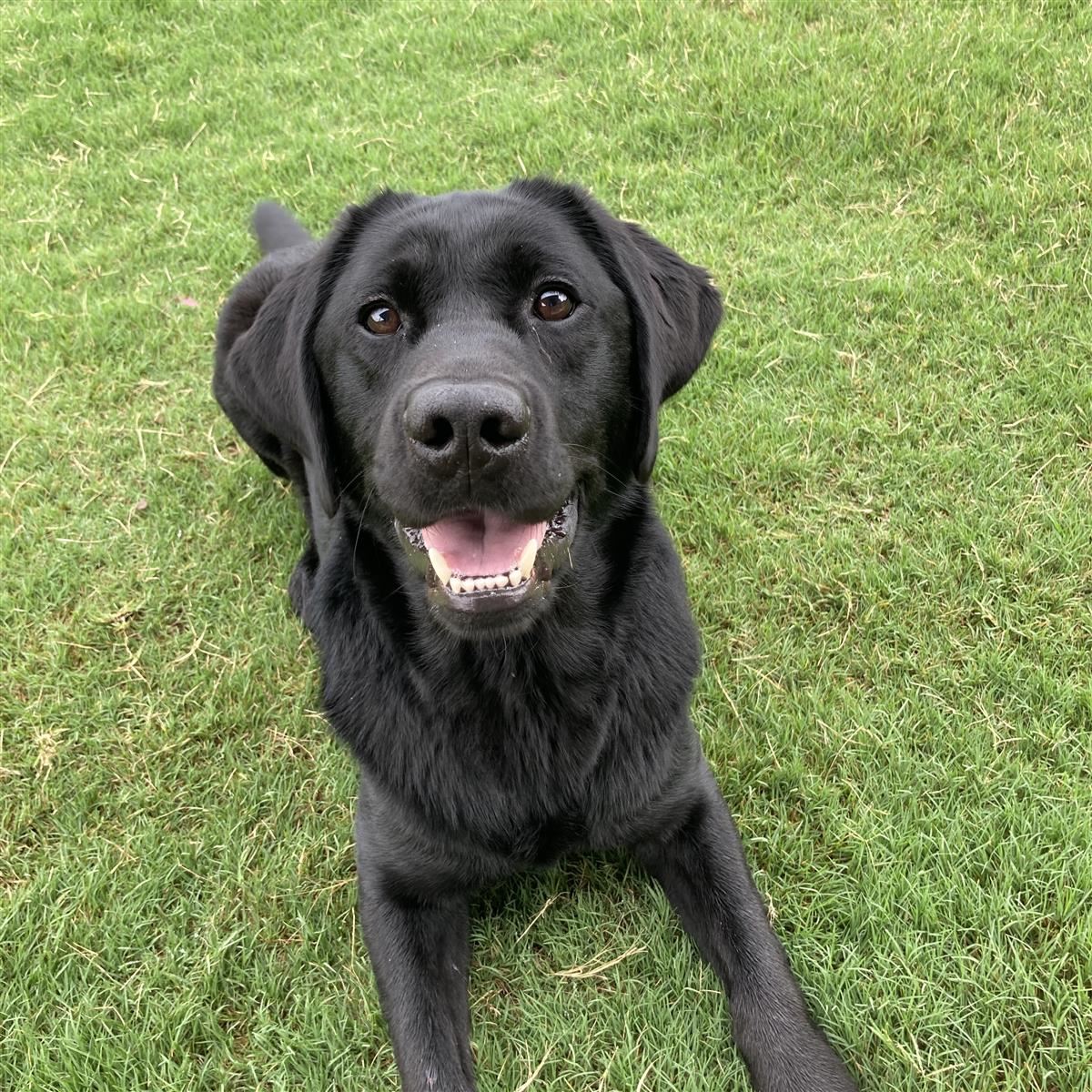 Cook, Stefanie - School Counselor / Barnie Fife - MES Facility Dog